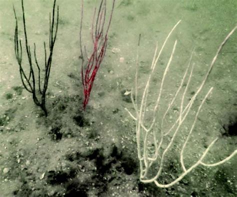 Plan For Cockroach Bay Aquatic Preserve Is Being Updated Action Items