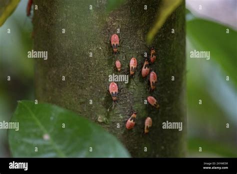 Nymphs Of A Common Fire Bug Pyrrhocoris Apterus On A Tree Trunk
