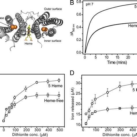 Iron Release From E Coli Bfr Followed By A Dithionite Ferrozine Assay Download Scientific