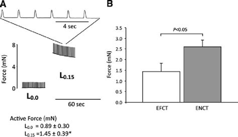 Culture Day 7 Efct And Enct Contractile Force A Representative Download Scientific Diagram