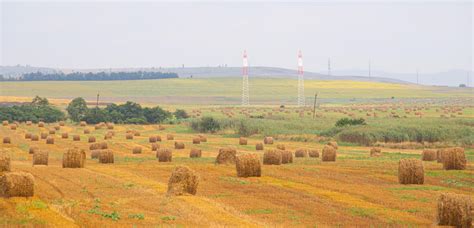 Field With Haystacks Russian Open Spaces Dry Grass Twisted Into