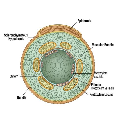 Illustrates The Typical Anatomy Of A Monocotyledonous Plant Stem Stock