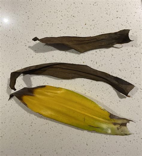 Dracaena Jc Compacta Shedding Leaves Rplantclinic