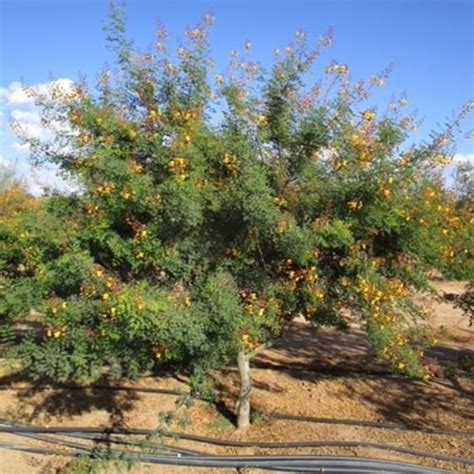 Caesalpinia X Sierra Sun® Green Things Nursery Green Things Nursery