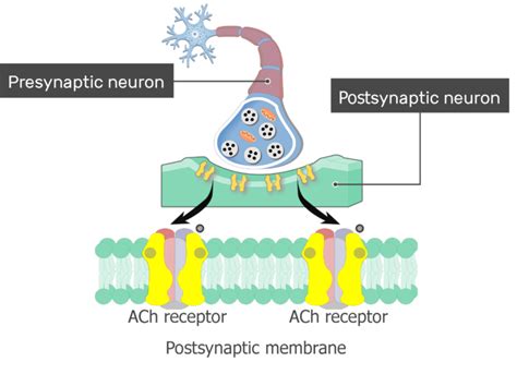 Acetylcholine Receptors Getbodysmart