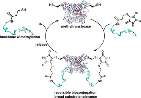 bioconjugate platform for iterative backbone n methylation of peptides