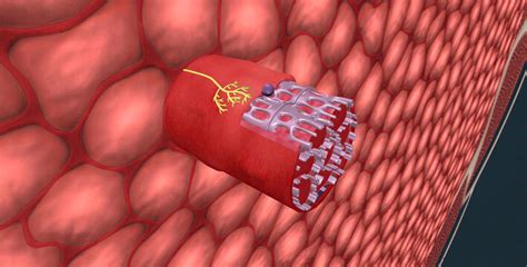 Epimysium Bilder Bläddra Bland 74 Stockfoton Vektorer Och Videor