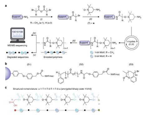 Sequence Readable Synthetic Polymers Download Scientific Diagram
