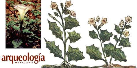 El Toloache O Yerba Del Diablo Arqueología Mexicana