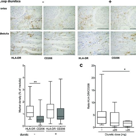 Loop Diuretic Therapy Correlates With Decreased Medullary M1m2 Download Scientific Diagram