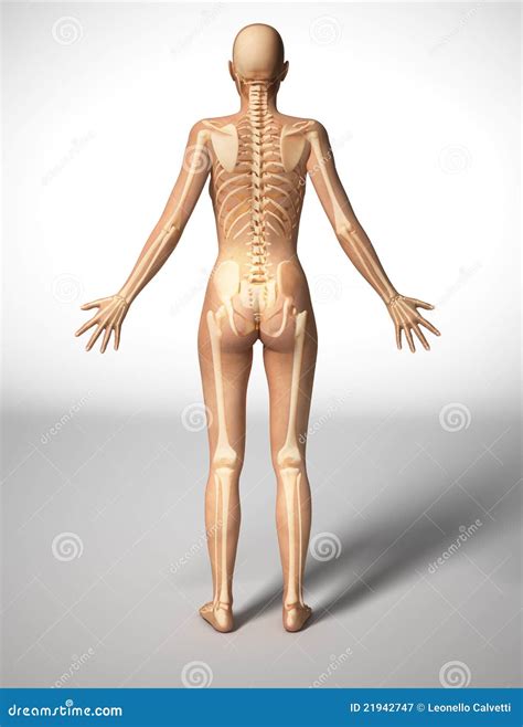 Female Human Skeletal System