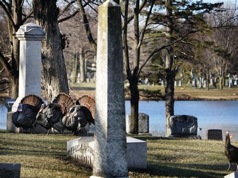 Quiet Cemeteries Make For Lively Bird Watching And A Great Fall Road