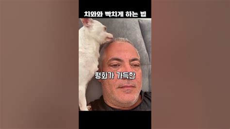 치와와 빡치게 하는 법 Youtube