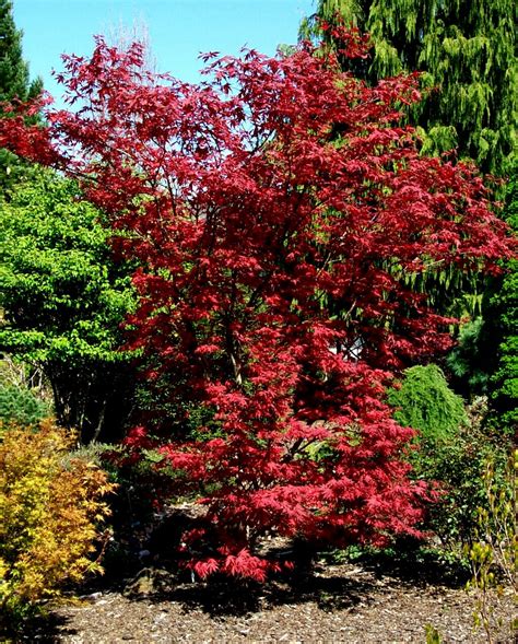 Buy Acer Palmatum Purple Ghost Japanese Maple — Mr Maple │ Buy