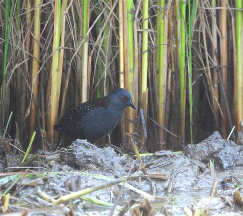 Foto Sanã Preta Laterallus Jamaicensis Por Cidolar Ferreira Wiki