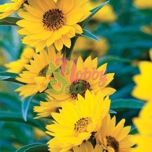 Растения для детской площадки — Статьи — Хобби Сад