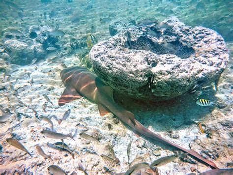 Best Wildlife And Snorkeling Tours In The Florida Keys The Keys Explored