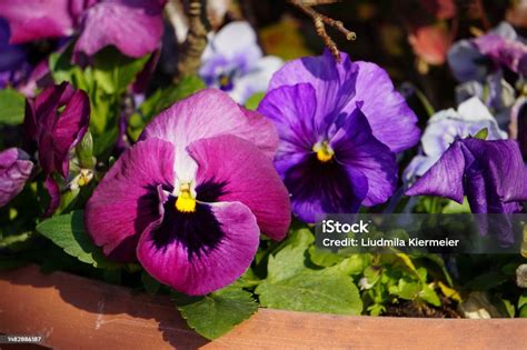 Viola Tricolor Adalah Bunga Liar Eropa Yang Umum Tumbuh Sebagai Bunga