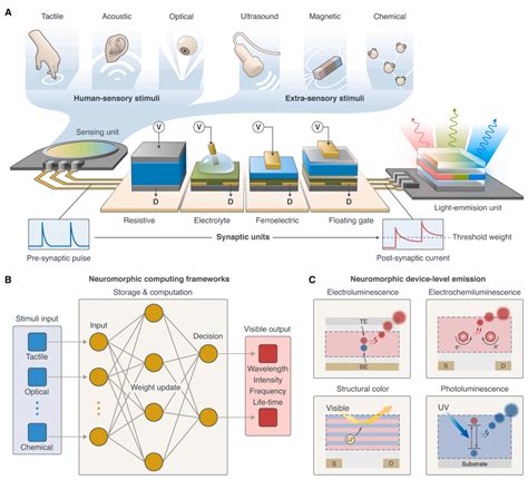 综述：感觉神经形态显示器（sensory Neuromorphic Displays） 生物通