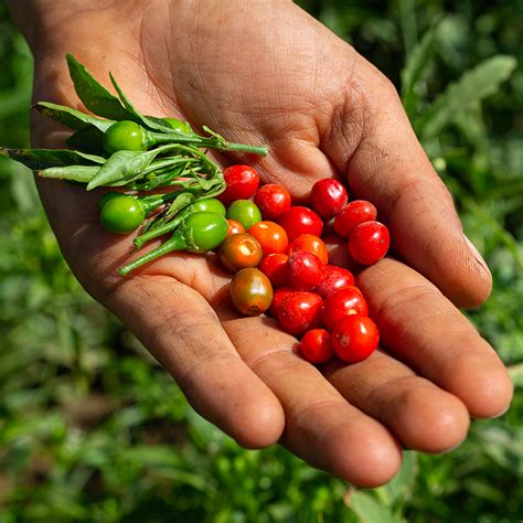 Chiltepin Wild Chile Pepper Seeds Baker Creek Seeds