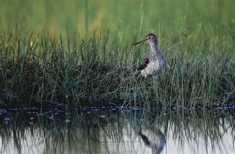 Top 5 Migratory Birds To Look Out For On Our Reserves Wwt
