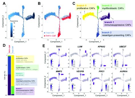 Cell Trajectory Analysis Of Caf Scrna Seq Data A Cell Trajectory