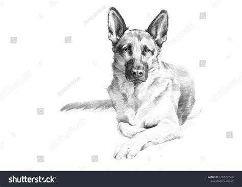 German Shepherd Pencil Drawing Stock Illustration 1263356590 Shutterstock