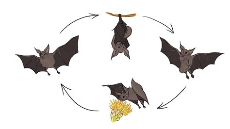 Bat Bug Life Cycle Heteropteran Hqcwdz
