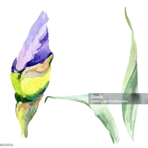 紫黄のアイリスの花水彩画背景セット水彩描画 Aquarelle孤立したアイリスの図要素 アヤメ属のベクターアート素材や画像を多数ご用意 アヤメ属 イラストレーション インク