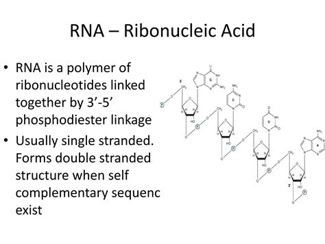 Structure And Importance Of Rna Pptx