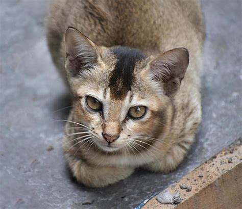 A Kitten Is A Juvenile Cat After Being Born Kittens Display Primary