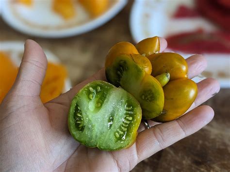 Phils Two Tomato Etsy