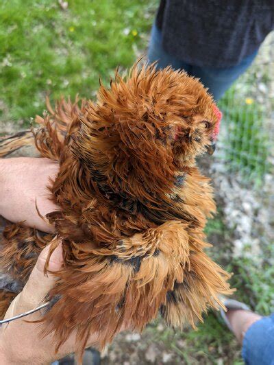 Frizzle Easter Egger Gender Backyard Chickens Learn How To Raise Chickens