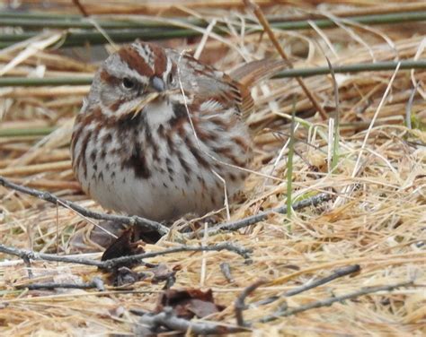Song Sparrows Serenade Their Way To Love Nature News