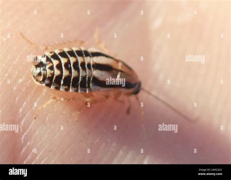 Three Lined Cockroach Luridiblatta Trivittata Tennessee Valley Marin