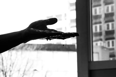 Sérail Le Chat Foin