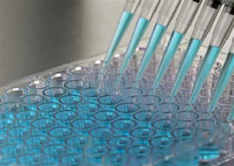 Solutions Creative Bioarray Cellassay