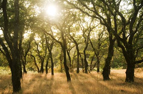 How To Choose The Best Types Of Oak Trees For Your Yard