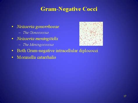 Gram Positive Gram Negative Bacteria Foundation Block Microbiology