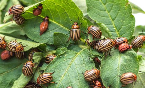 Beetles Rodent And Pest Control Services Exterminator