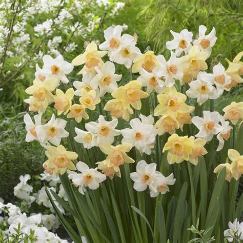 Daffodil Bulbs Shop 47 Varieties Eden Brothers Page 3