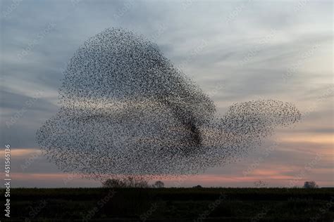 Starling Flock
