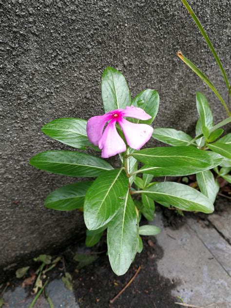 Xiaomi Mi 6 Vs Huawei P10 Camera Shootout Ultimate Dual Camera