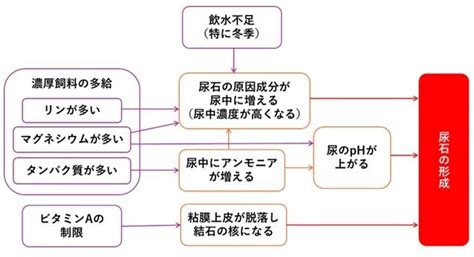 牛の尿石症 ―原因と対策―｜畜産ナビ