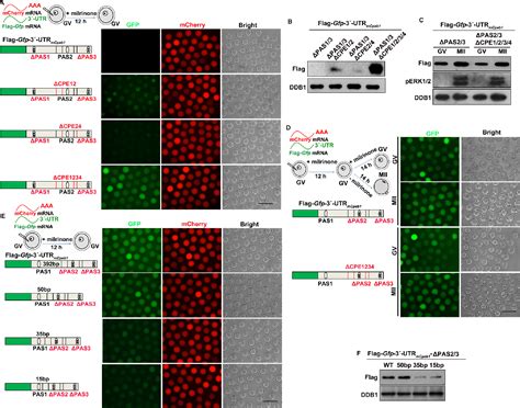 Figure 4 From A Combinatorial Code For Mrna 3′ Utr Mediated Translational Control In The Mouse