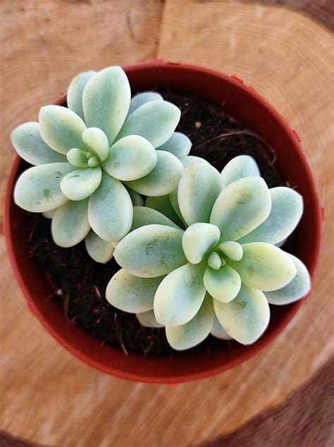 Comprar Sedum Clavatum Variegado En Vivero Online