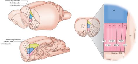 The Anatomical Locus Of The Medial Prefrontal Cortex Within The Rat