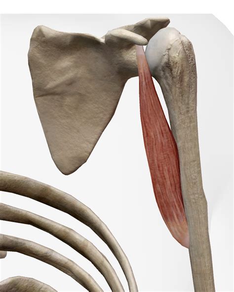 Coracobrachialis Diagram Quizlet