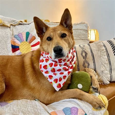 Adopt Ruby The Wiggly Smiling Joyful Relaxed Girl Today Find Paw Pal