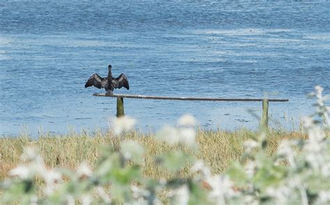 2017 07 08 16 31 37 Daniel Skinner Flickr